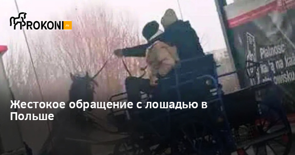 Жестокое обращение с лошадью в Польше | Prokoni.ru
