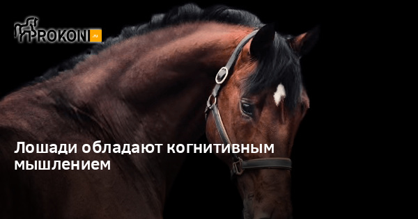 Лошади обладают когнитивным мышлением | Prokoni.ru