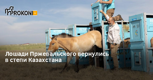 Лошади Пржевальского вернулись в степи Казахстана | Prokoni.ru
