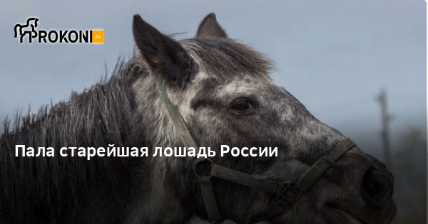 Пала старейшая лошадь России | Prokoni.ru